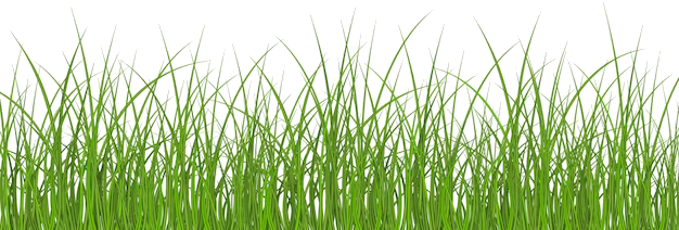 Herbes - Matthieu Guerin Kinésiologue au MANS